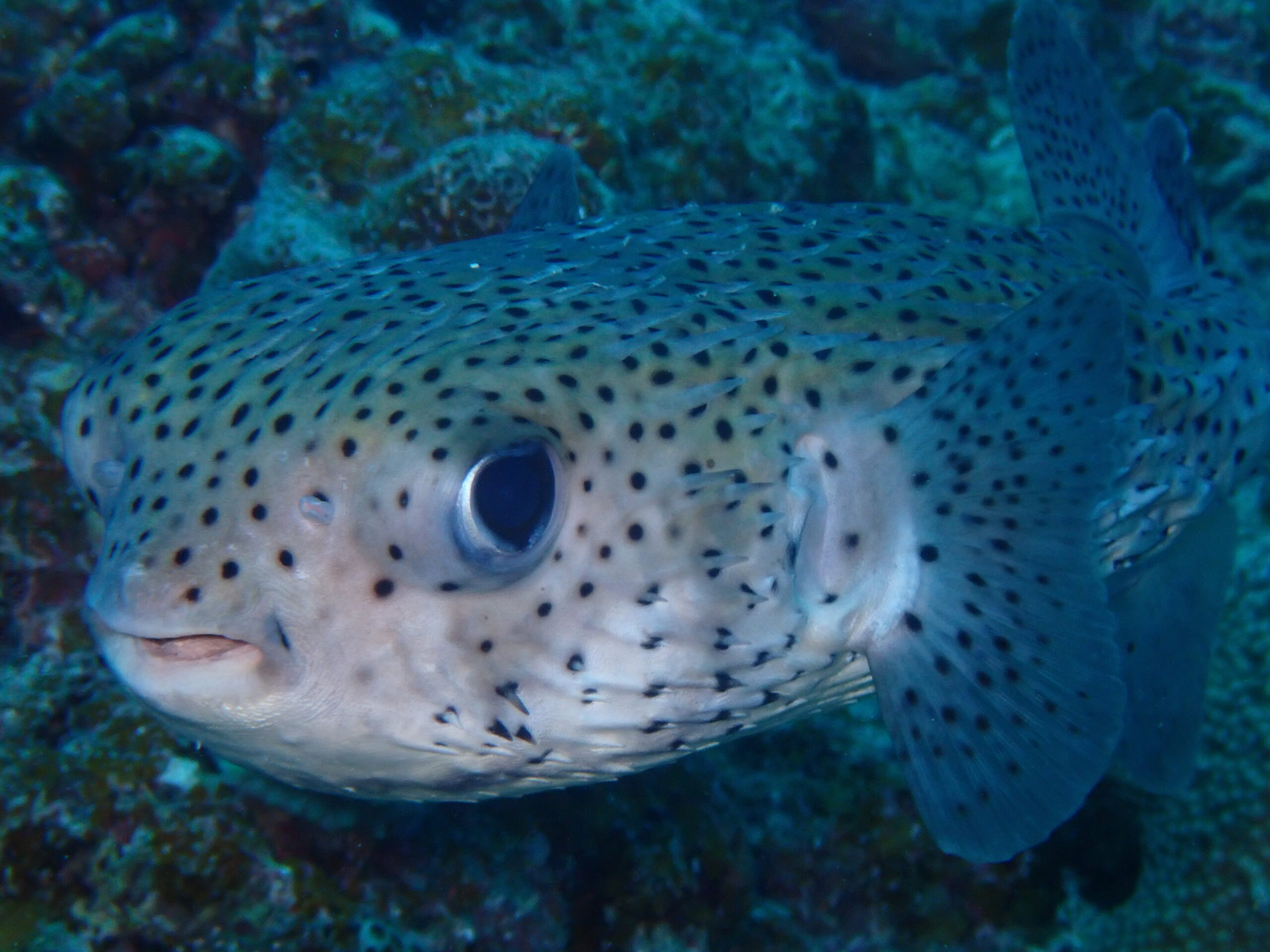 バディで100dive☆彡 - 石垣島でダイビング・スキューバダイビングのライセンス取得なら南ぬ島 DIVE SITE