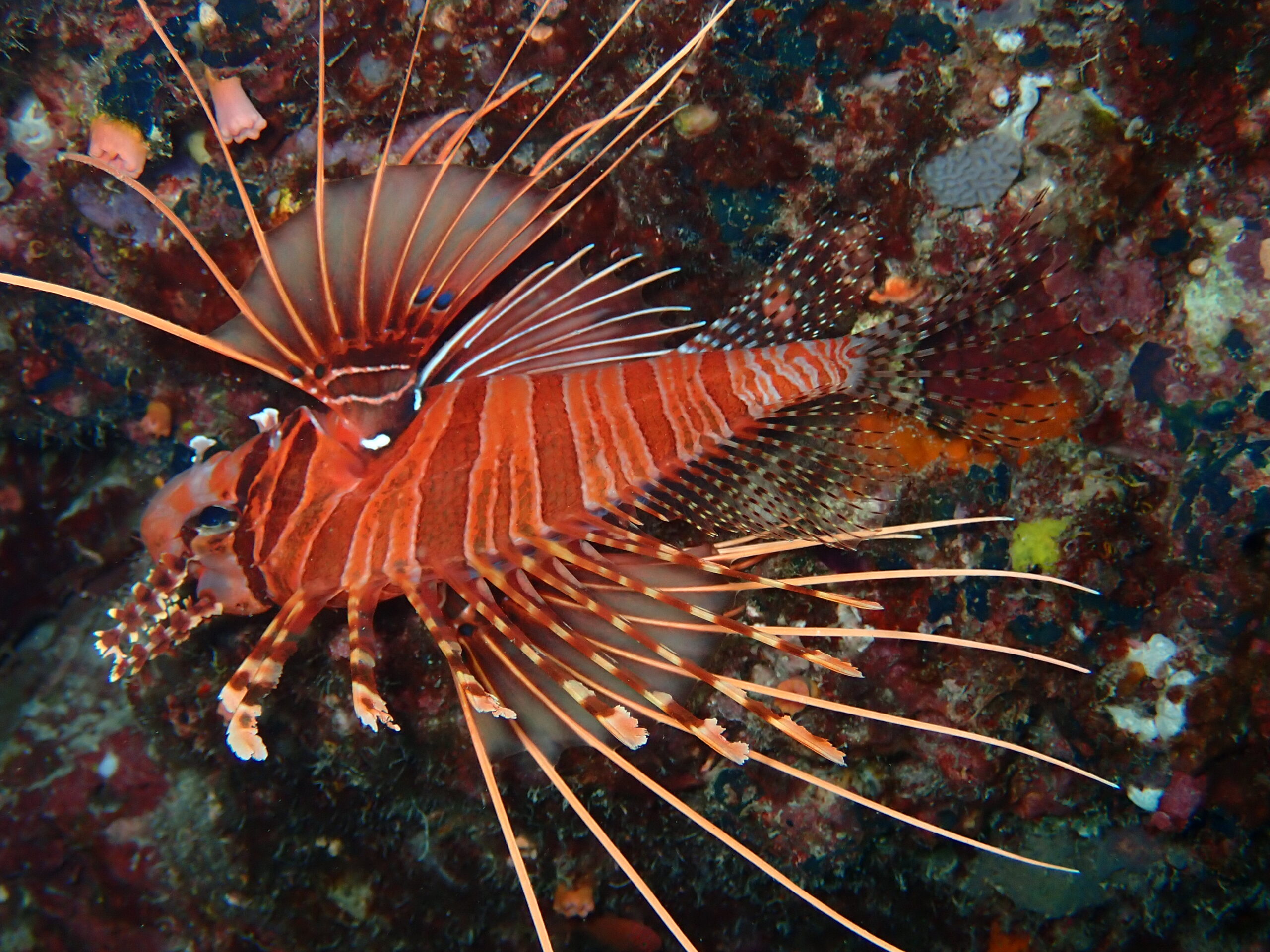 100DIVE制覇！！ - 石垣島でダイビング・スキューバダイビングのライセンス取得なら南ぬ島 DIVE SITE